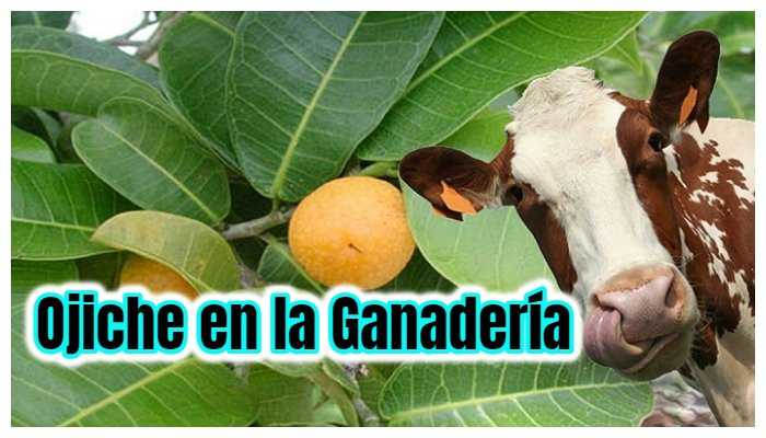 Ramon u ojiche (Brosimum alicastrum) en la ganadería