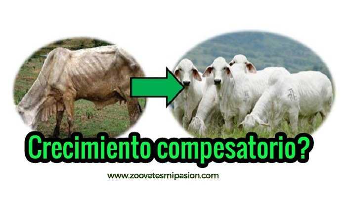 Cómo aprovechar el crecimiento compensatorio en la ganaderia