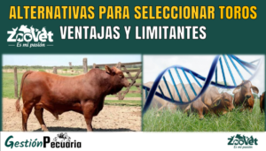 Pubertad en la Ganadería Bovina: Conozca cuándo se presenta y sus ...