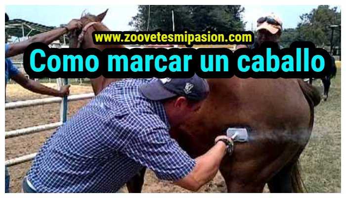 Como identificar y marcar un caballo, diferentes metodos