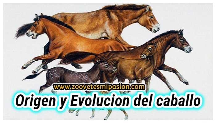 Origen y Evolución del caballo, todos los aspectos