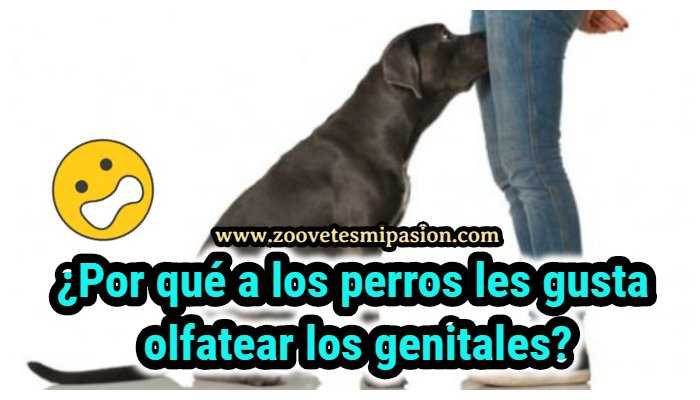 Por Que Los Perros Huelen Las Partes Intimas De Las Personas