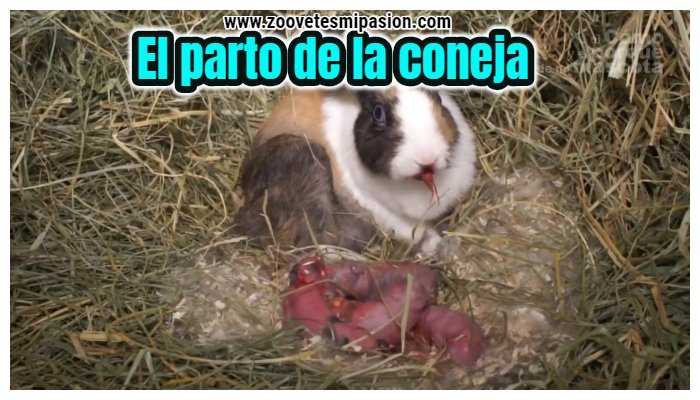 El parto y lactancia de la coneja