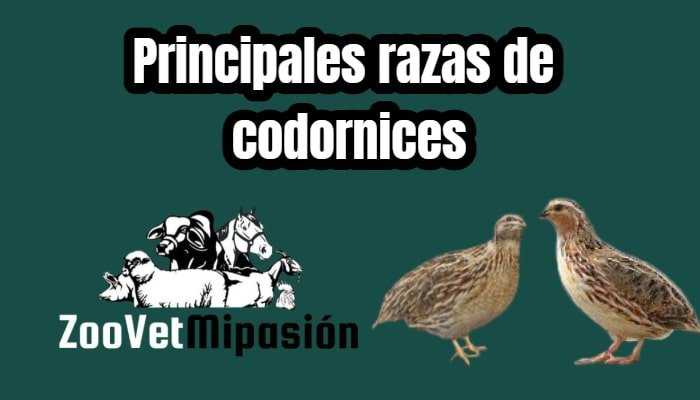 Principales razas y lineas de Codornices, toda la inromación