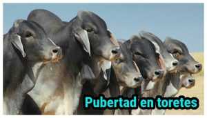 Pubertad en la ganadería bovina machos y hembras