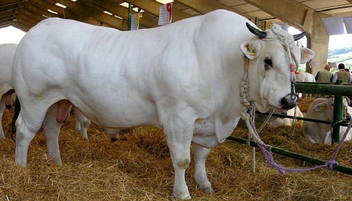 Raza de ganado Chianina 【Información Actualizada】