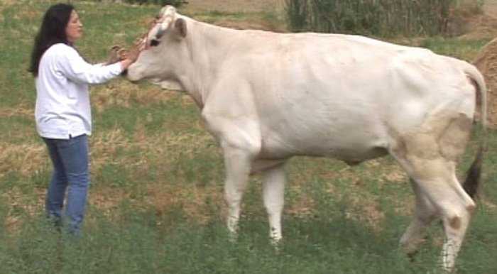 Raza de ganado Chianina 【Información Actualizada】