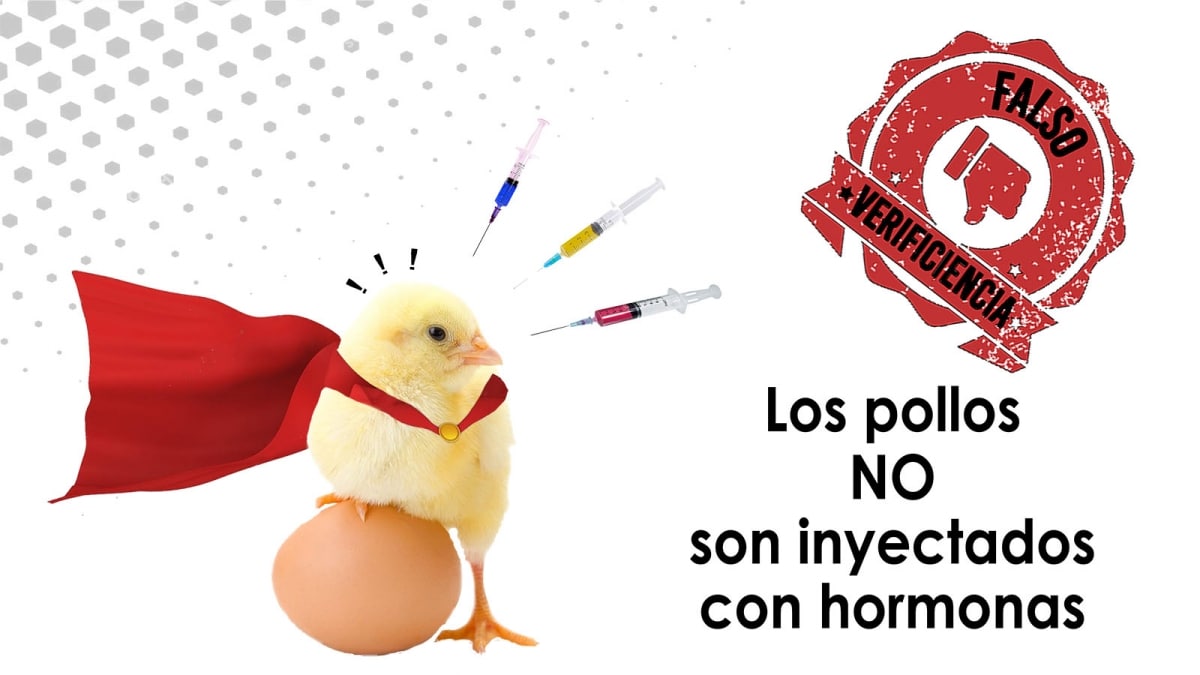 ¿Se usa hormonas en pollos de engorde?