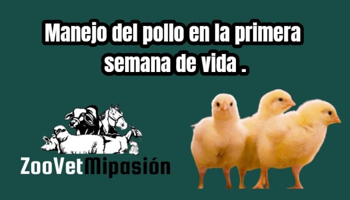 Manejo al recibimiento de los pollitos en la primera semana de vida.