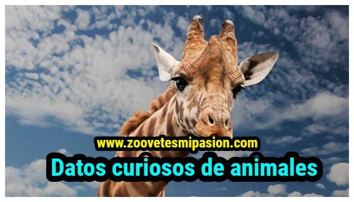 Datos curiosos de animales 【106 Datos que se sorprenderan】