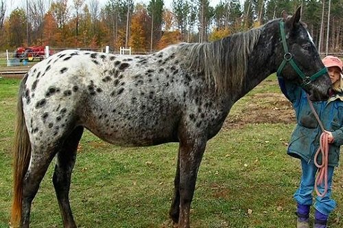 Raza de caballo appaloosa 【Informacion completa】
