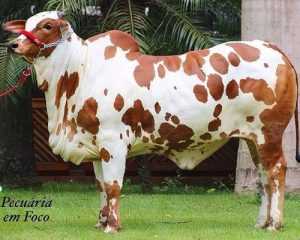 Raza Bovina Nelore 【Informacion actualizada】