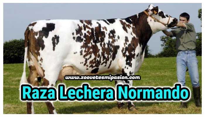 Raza Bovina Normando 【Información Actualizada 2020】