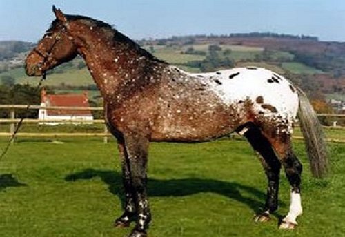 Raza de caballo appaloosa 【Informacion completa】