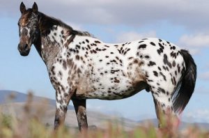 Raza de caballo appoloosa 【Informacion completa】