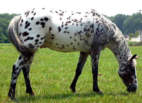 Raza de caballo appaloosa 【Informacion completa】