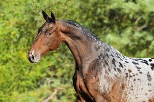 Raza de caballo appaloosa 【Informacion completa】
