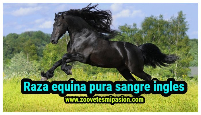 Raza equina pura sangre ingles 【Informacion completa】
