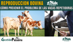 Pubertad en la Ganadería Bovina: Conozca cuándo se presenta y sus ...