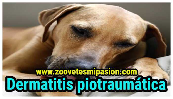 Dermatitis piotraumática en perros, aprende todo sobre ella AQUÍ