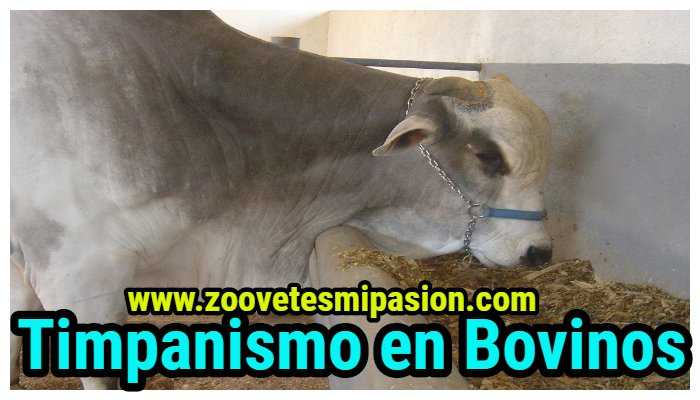 Timpanismo en bovinos
