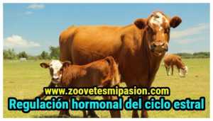 Pubertad en la Ganadería Bovina: Conozca cuándo se presenta y sus ...