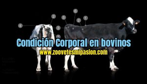 Pubertad en la Ganadería Bovina: Conozca cuándo se presenta y sus ...