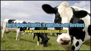 Reticuloperitonitis traumática en Bovinos, signos clinicos y tratamiento