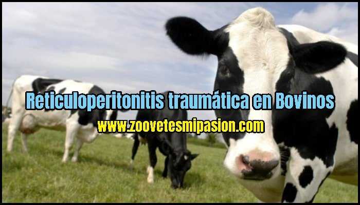 Reticuloperitonitis traumática en Bovinos, signos clinicos y tratamiento