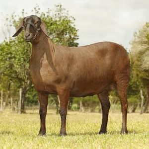 Raza ovina Santa Inés, alta productividad en el trópico bajo.