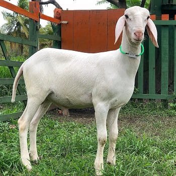 Raza ovina Santa Inés, alta productividad en el trópico bajo.