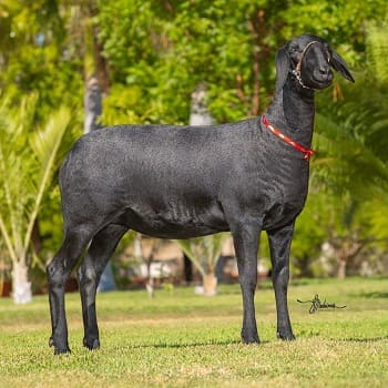 Raza ovina Santa Inés, alta productividad en el trópico bajo.