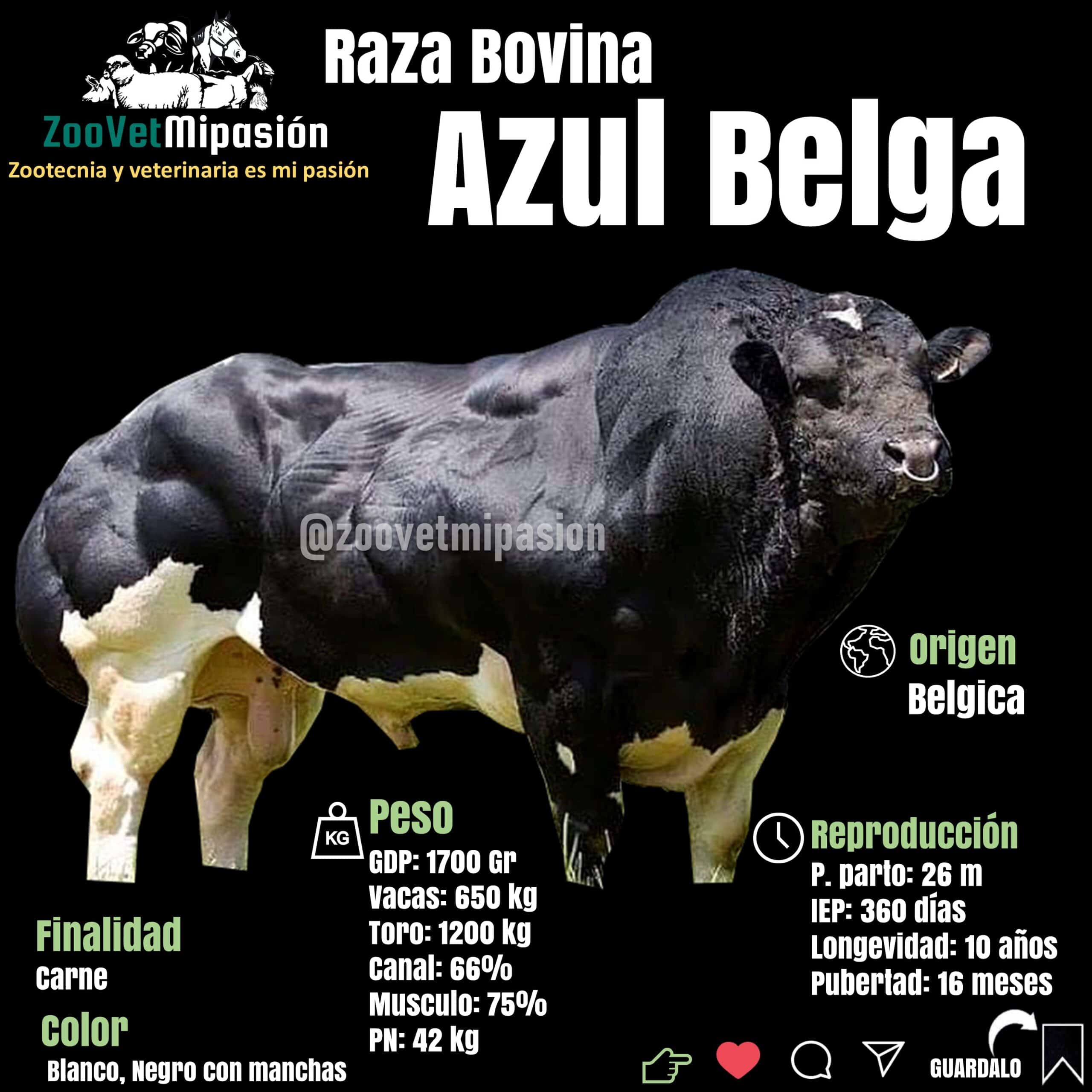 Raza bovina Belga Azul 【Información Actualizada 2020】