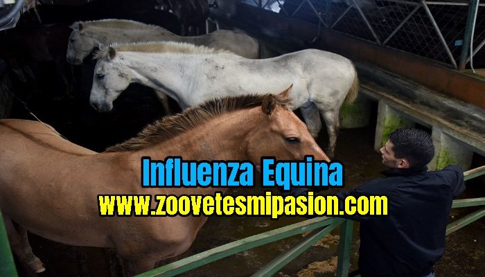 Influenza Equina - Sintomas, Tratamiento de esta enfermedad