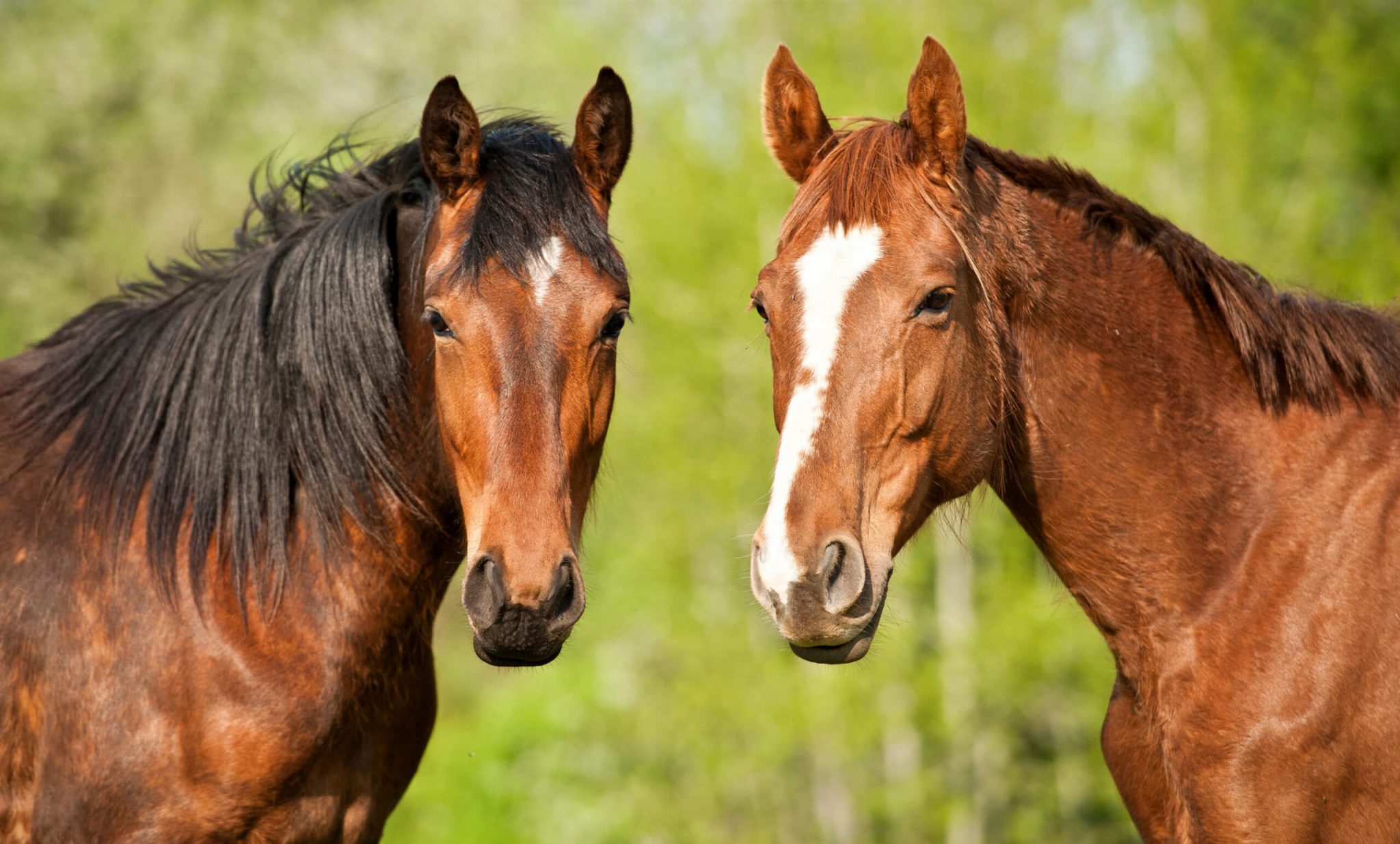 Exantema Genital Equino - Enfermedad Infecciosa Viral