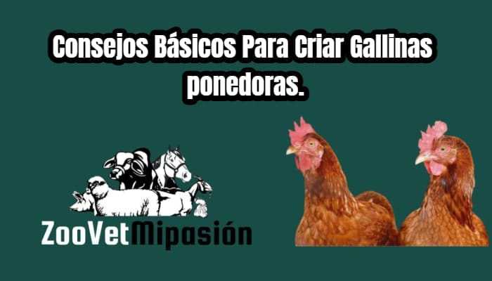 Consejos básicos para criar gallinas ponedoras