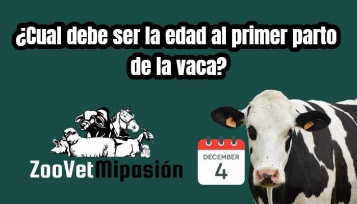 🐮 ¿Cual debe ser la edad al primer parto de la vaca?
