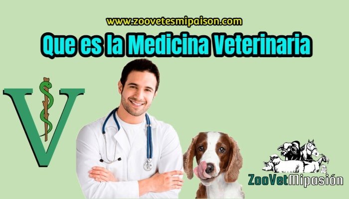 ¿Qué es la Veterinaria? 【Todo lo que necesitas saber