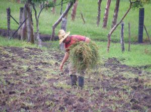 Cómo establecer adecuadamente una pastura en mi finca