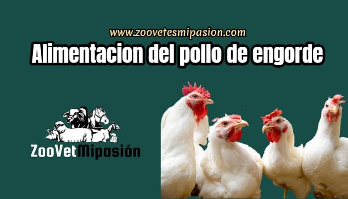 Todo sobre la Alimentación en pollos de engorde 🐣🐥