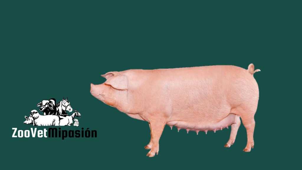 🐷conozca todo sobre Línea materna de cerdo Landrace