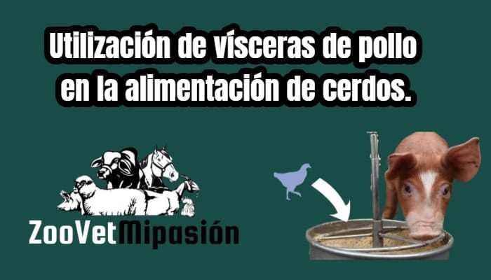 Utilización de vísceras de pollo en la alimentación de cerdos. 🐥🐷