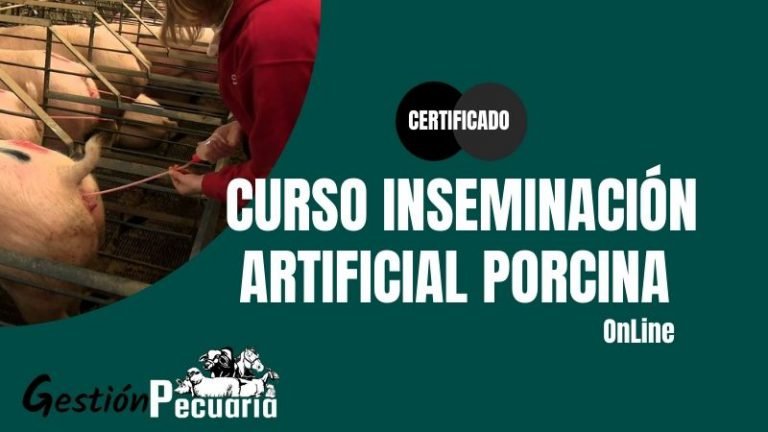 Qué es la Producción Porcina 【Información Completa】