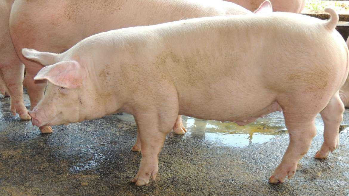 🐷 Sarna del Cerdo - Enfermedad Parasitaria Porcina