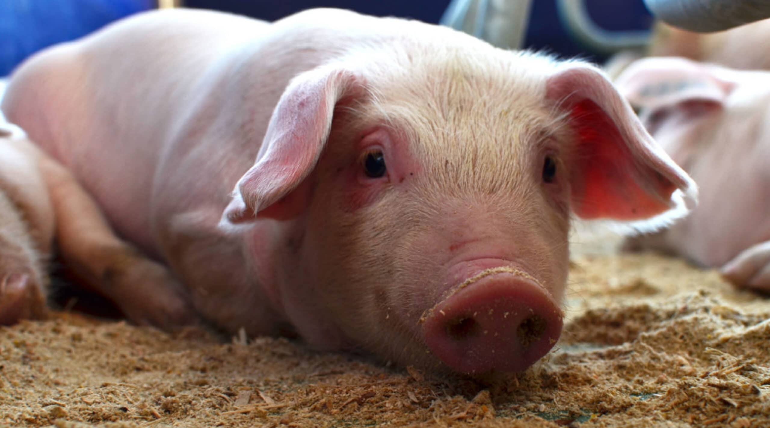🐷 Cólera Porcino - Enfermedad Infecciosa Porcina