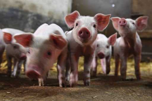 🐷 Cólera Porcino - Enfermedad Infecciosa Porcina