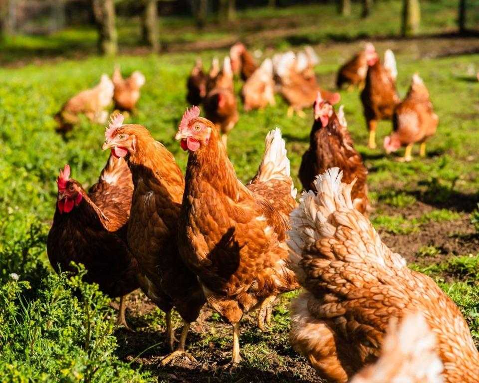 🐔 Colibacilosis Aviar - Enfermedad Bacteriana de las aves