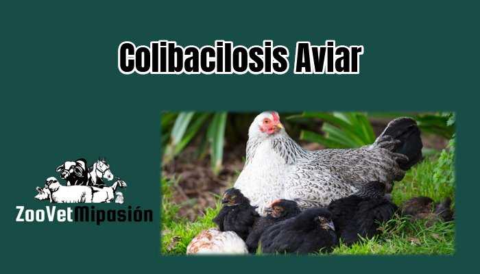 🐔 Colibacilosis Aviar - Enfermedad Bacteriana de las aves