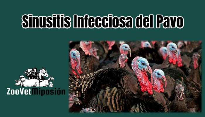 🐔 Sinusitis Infecciosa del Pavo - Enfermedad Bacteriana de las aves
