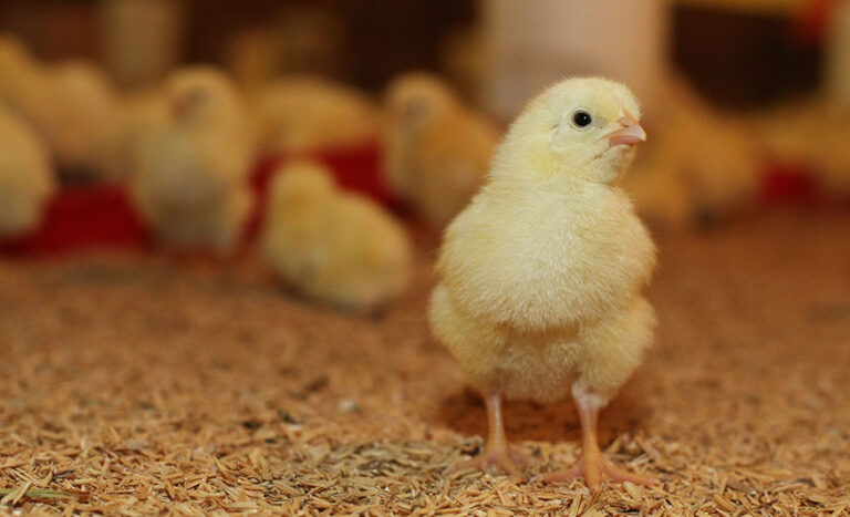 Recibimiento del pollo en la primera semana de vida